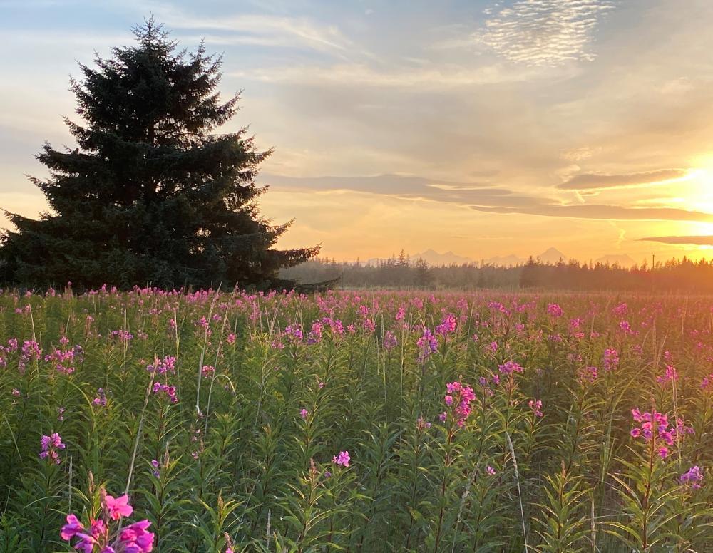 Protection of the Gustavus Beach Meadows | City of Gustavus Alaska